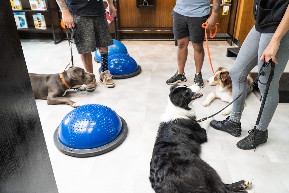 Dog Gym, el gimnasio canino definitivo